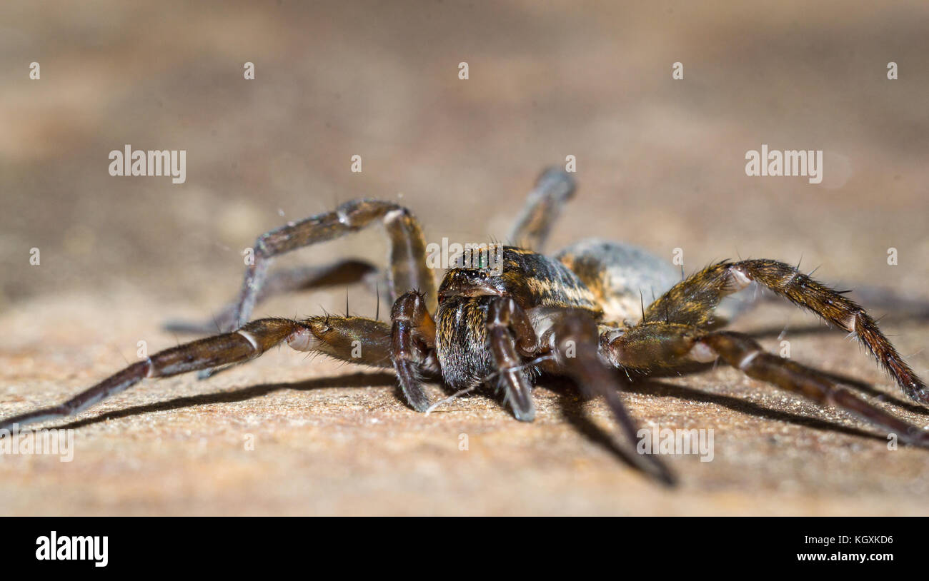 Close up of a spider macro photo Stock Photo - Alamy