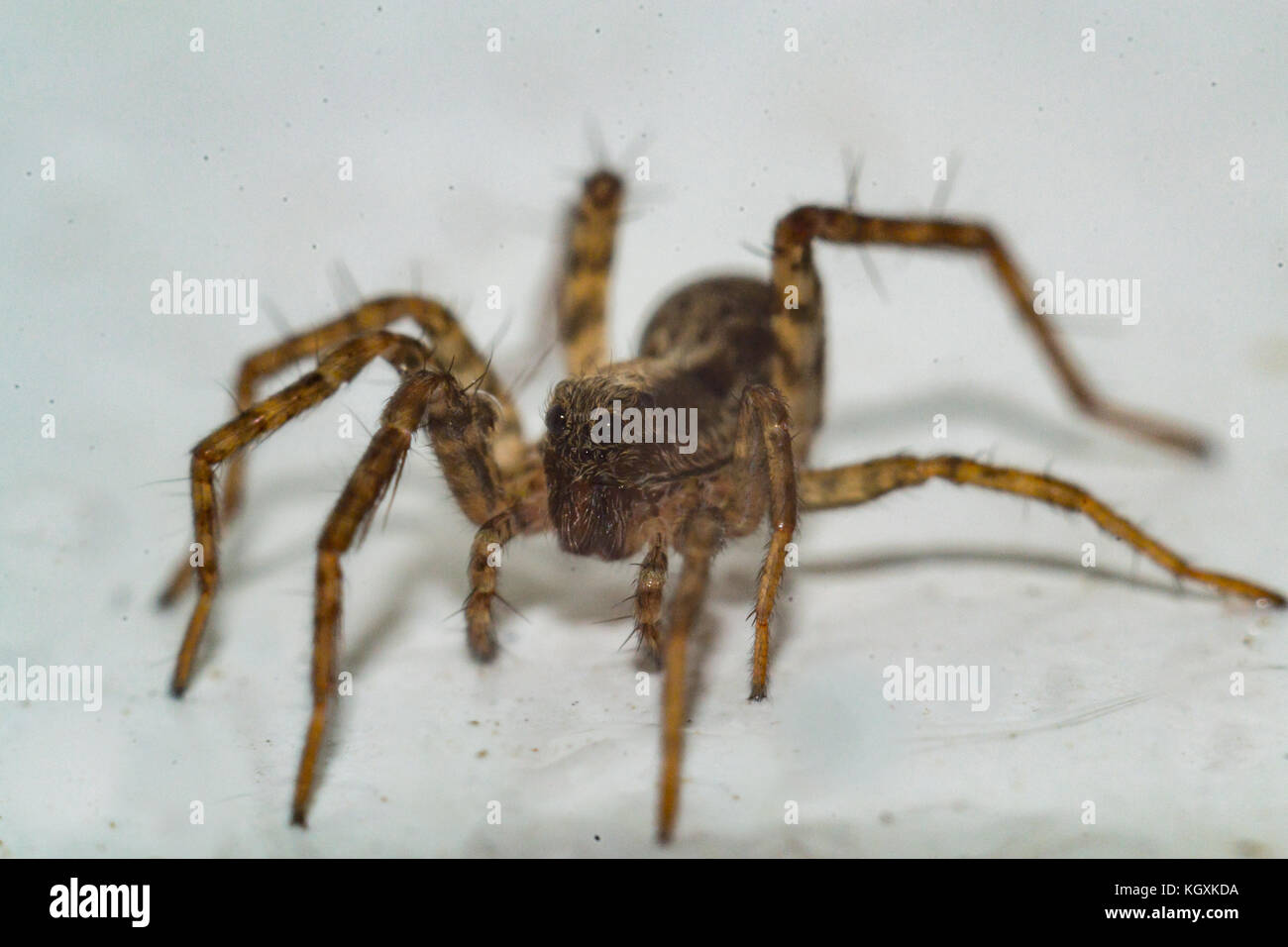 Close up of a spider macro photo Stock Photo - Alamy