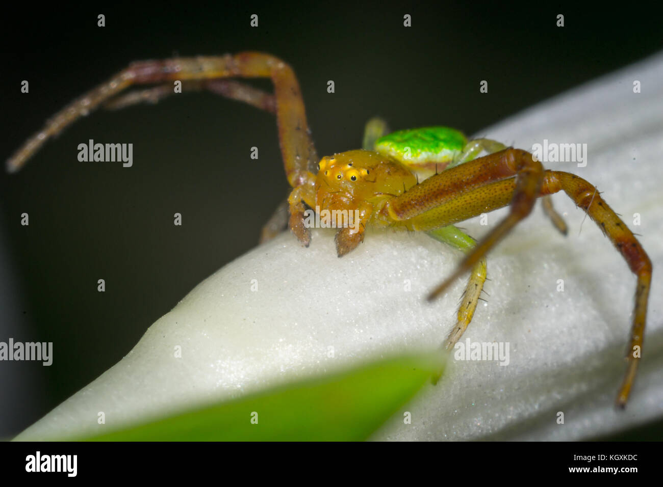 Close up of a spider macro photo Stock Photo - Alamy