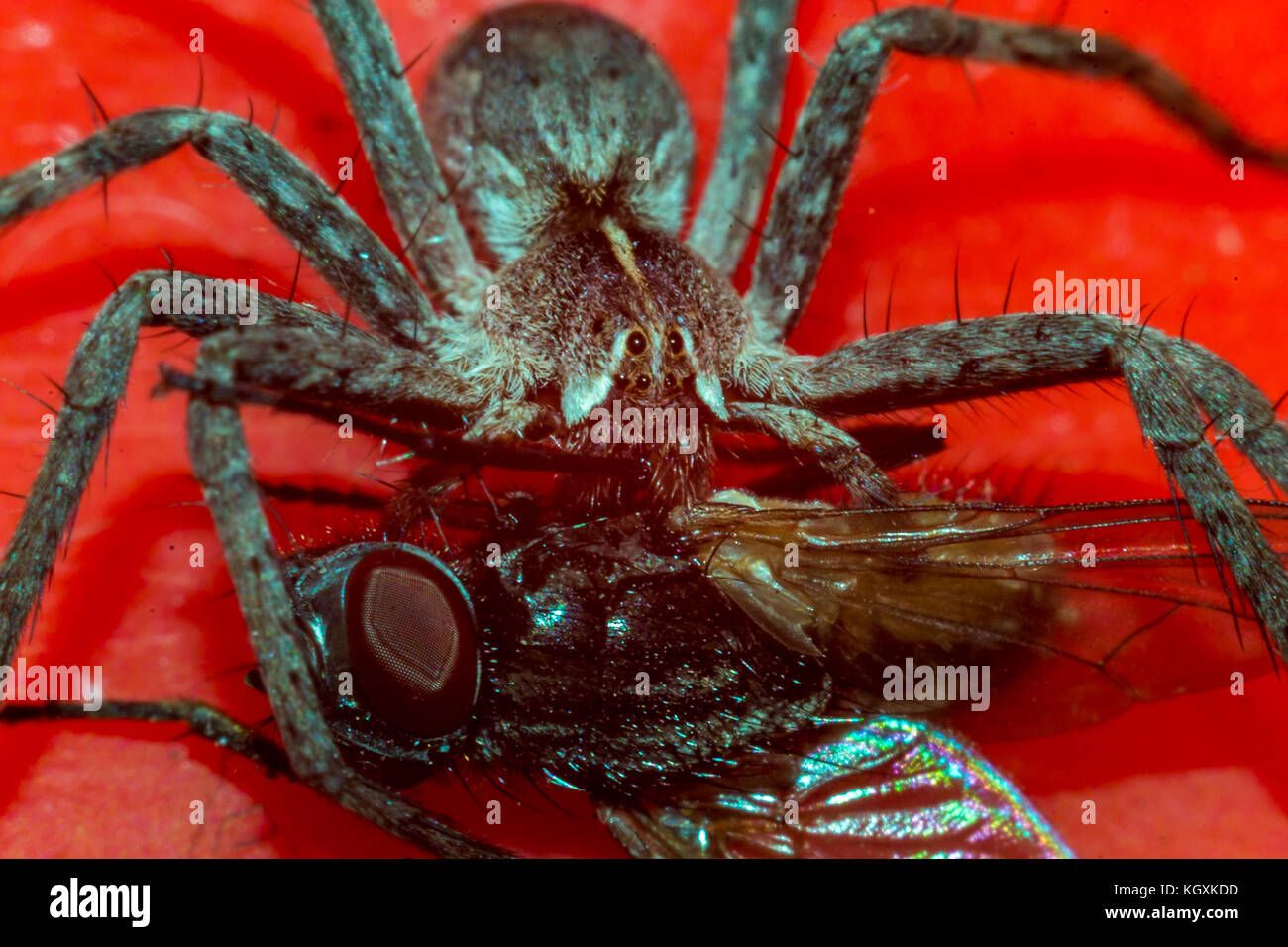 Close up of a spider macro photo of a large spider Stock Photo - Alamy