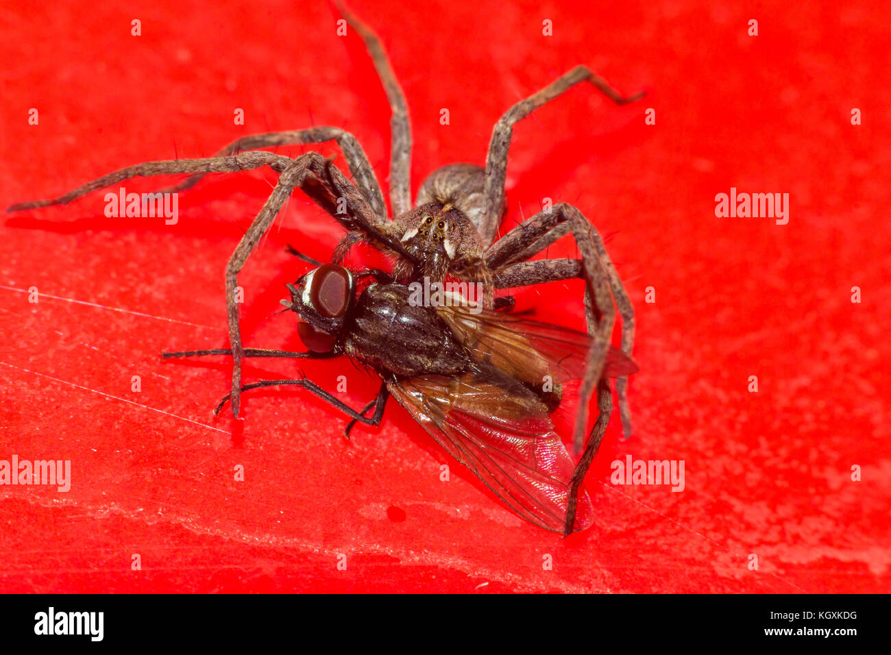 Close up of a spider macro photo of a large spider Stock Photo - Alamy