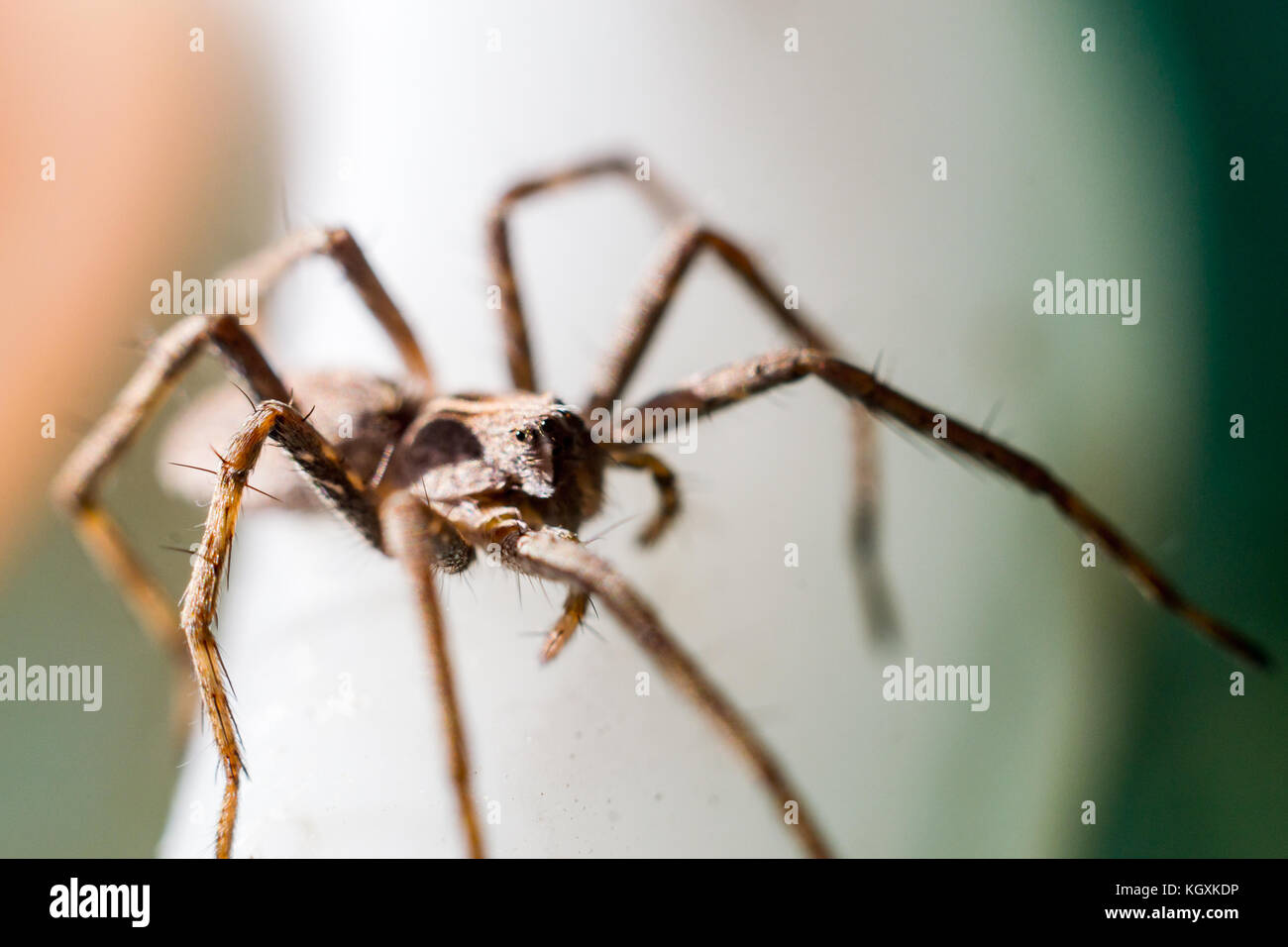 Close up of a spider macro photo Stock Photo - Alamy