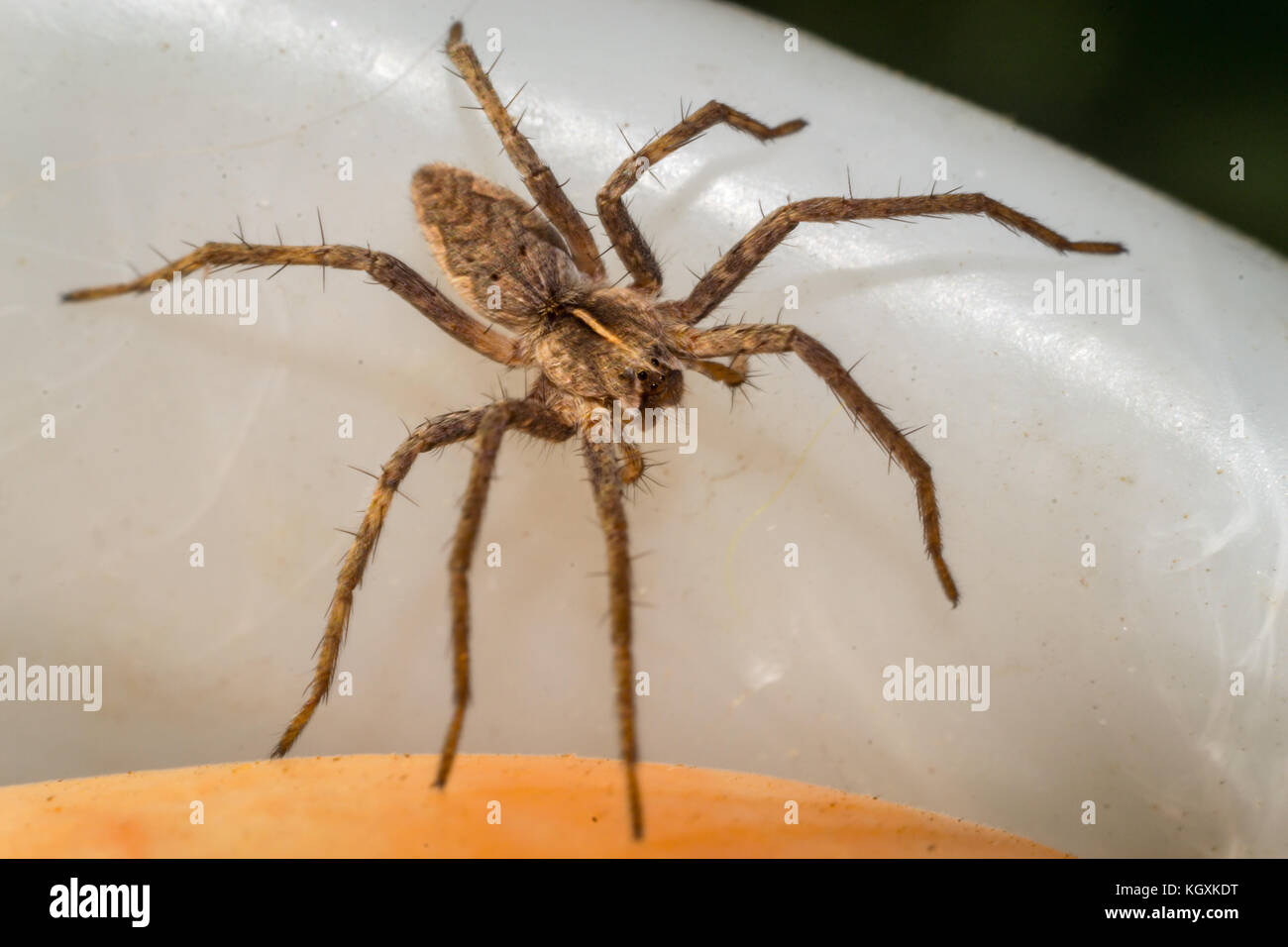 Close up of a spider macro photo Stock Photo - Alamy