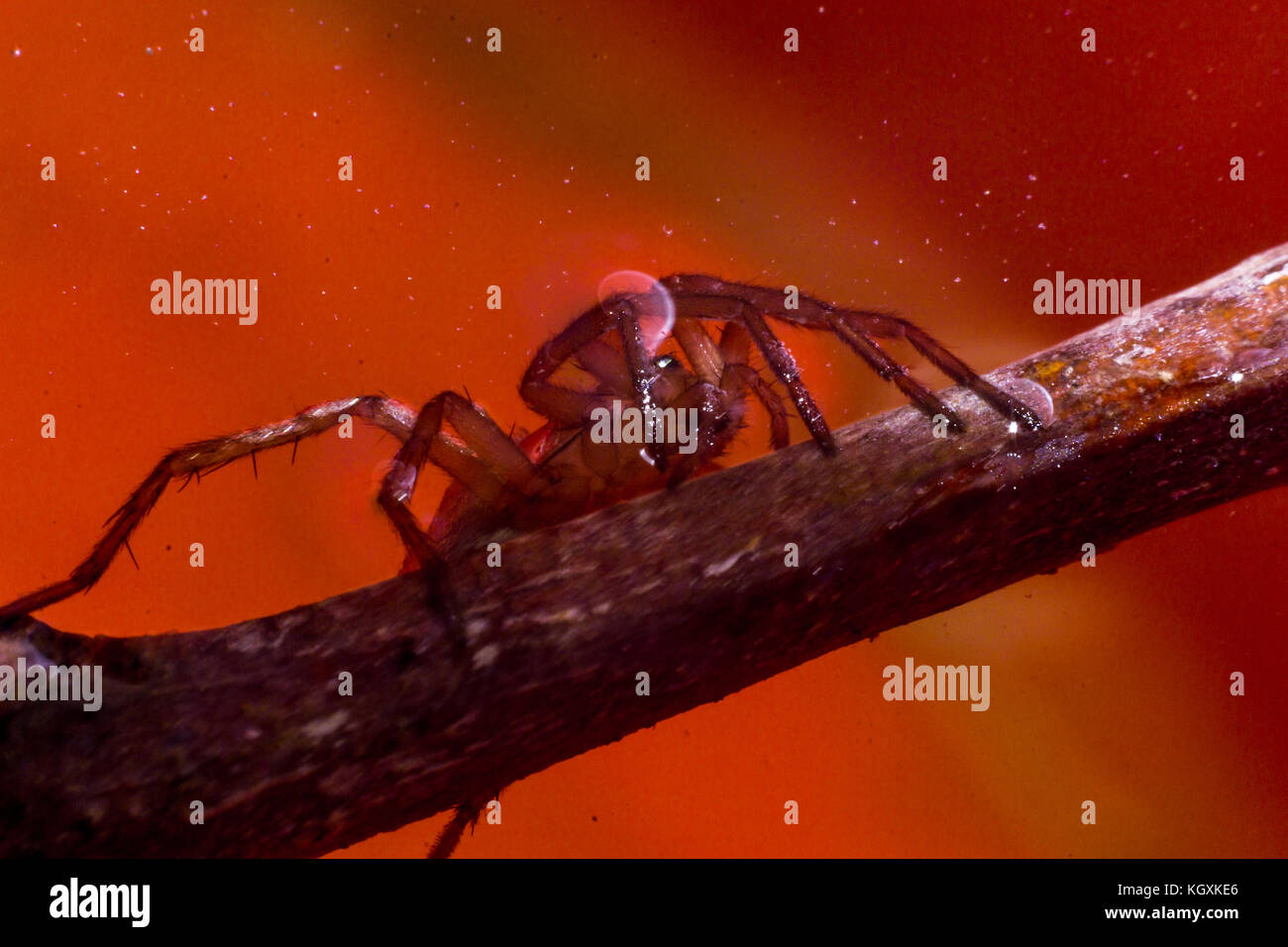 Close up of a spider macro photo of a large spider Stock Photo - Alamy