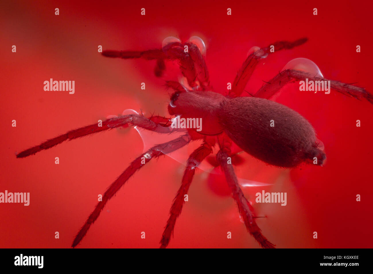 Close up of a spider macro photo of a large spider Stock Photo - Alamy