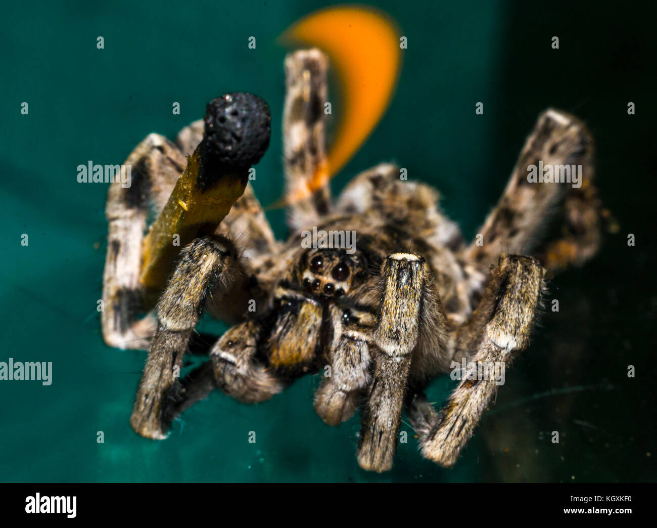 Close up of a spider macro photo of a large spider Stock Photo - Alamy
