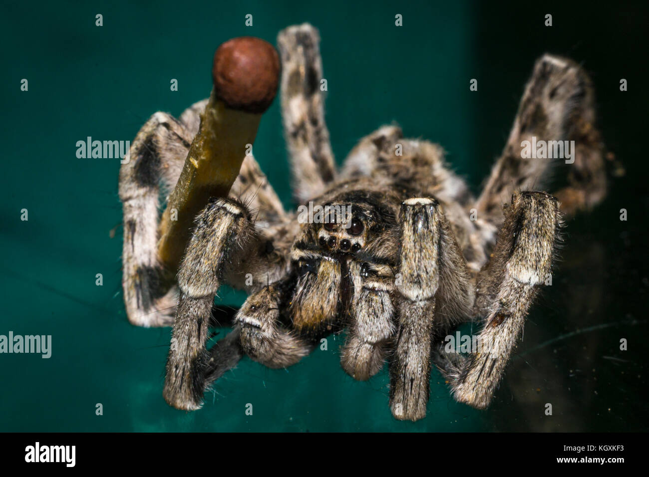 Close up of a spider macro photo of a large spider Stock Photo - Alamy