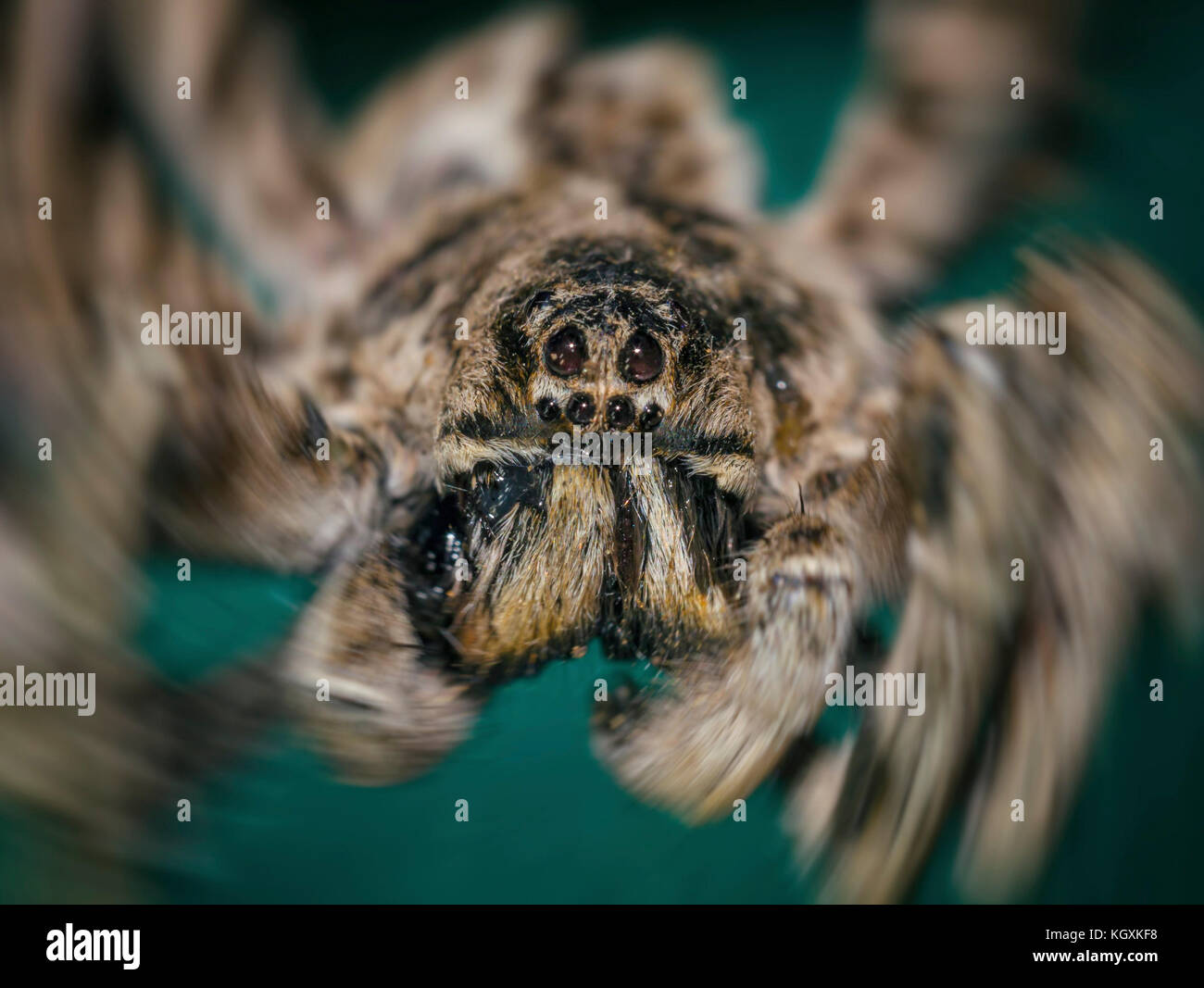 Close up of a spider macro photo of a large spider Stock Photo - Alamy