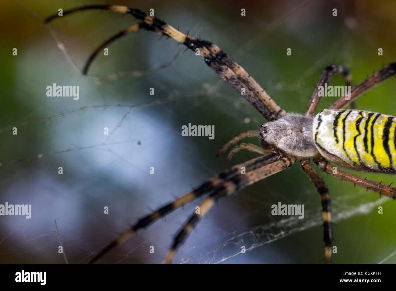 Close up of spider macro photo insect Stock Photo - Alamy