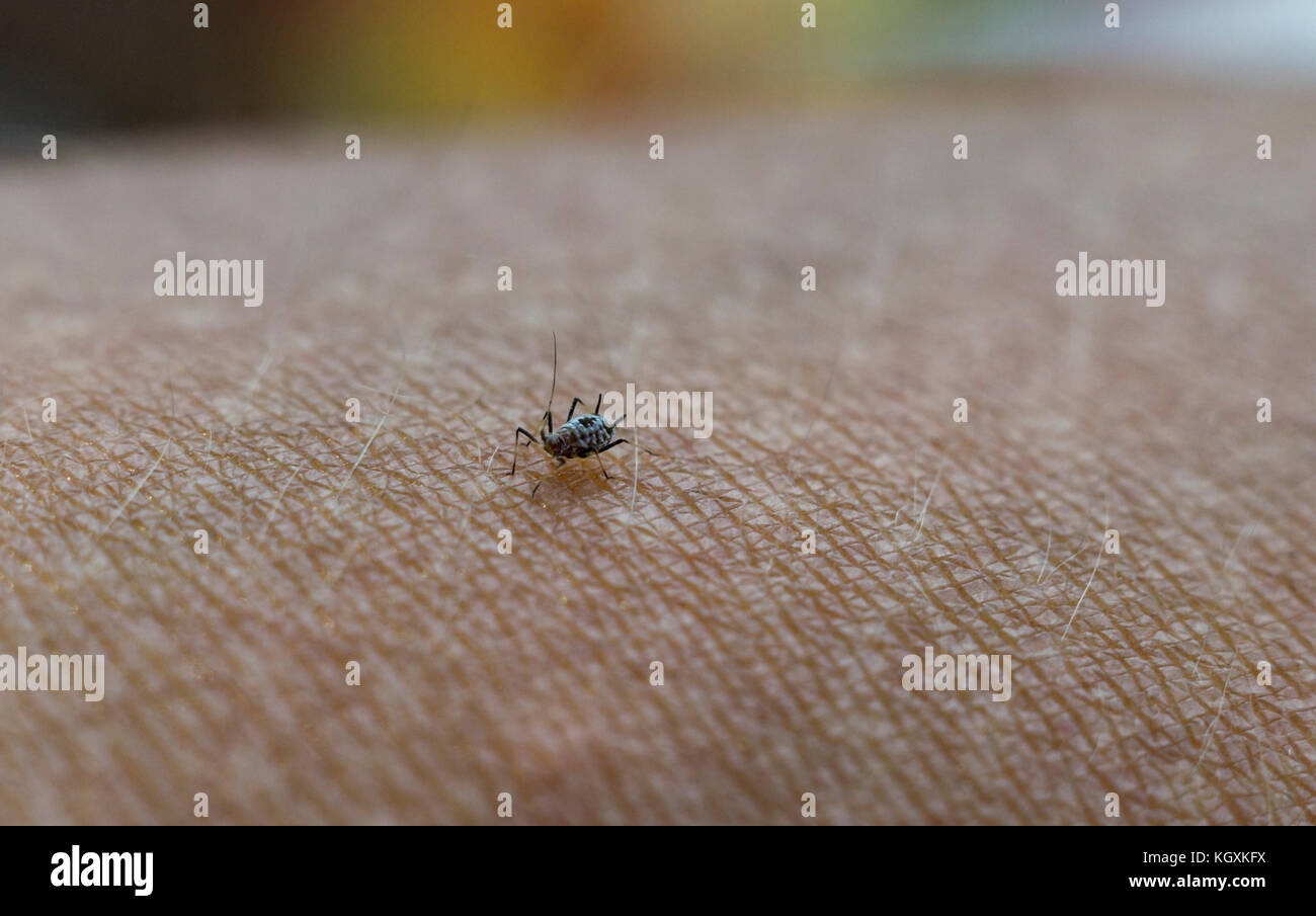 Spider bite skin hi-res stock photography and images - Alamy