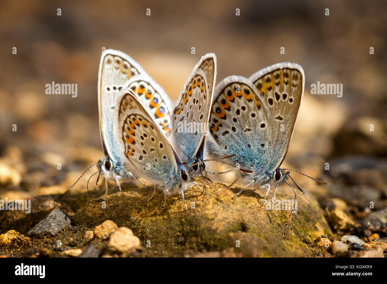 Many pretty gossamer-winged butterflies resting together Stock Photo ...