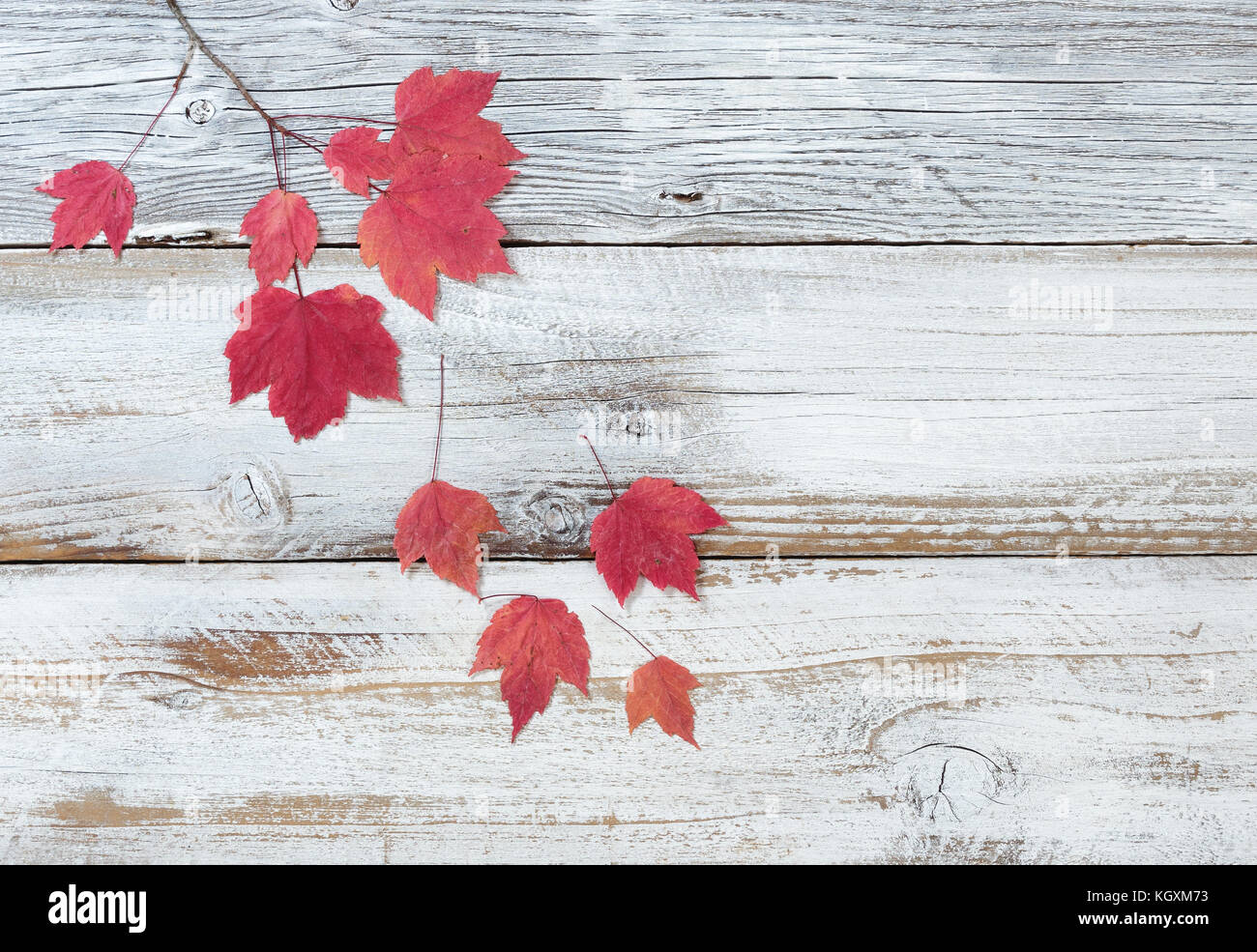 Seasonal red maple leaf decorations falling from branch on rustic white ...