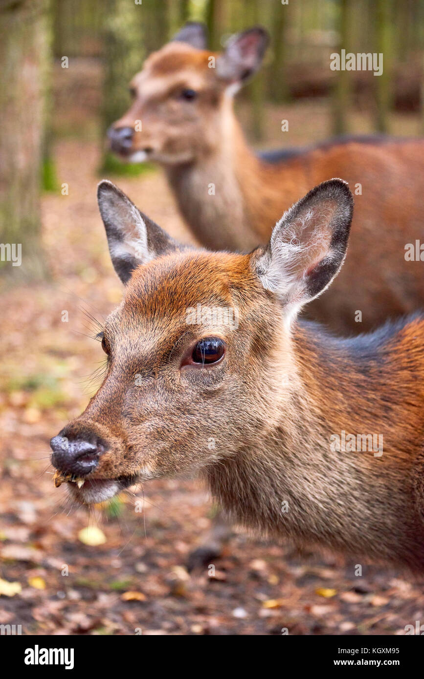 deer in forest wild life Stock Photo - Alamy