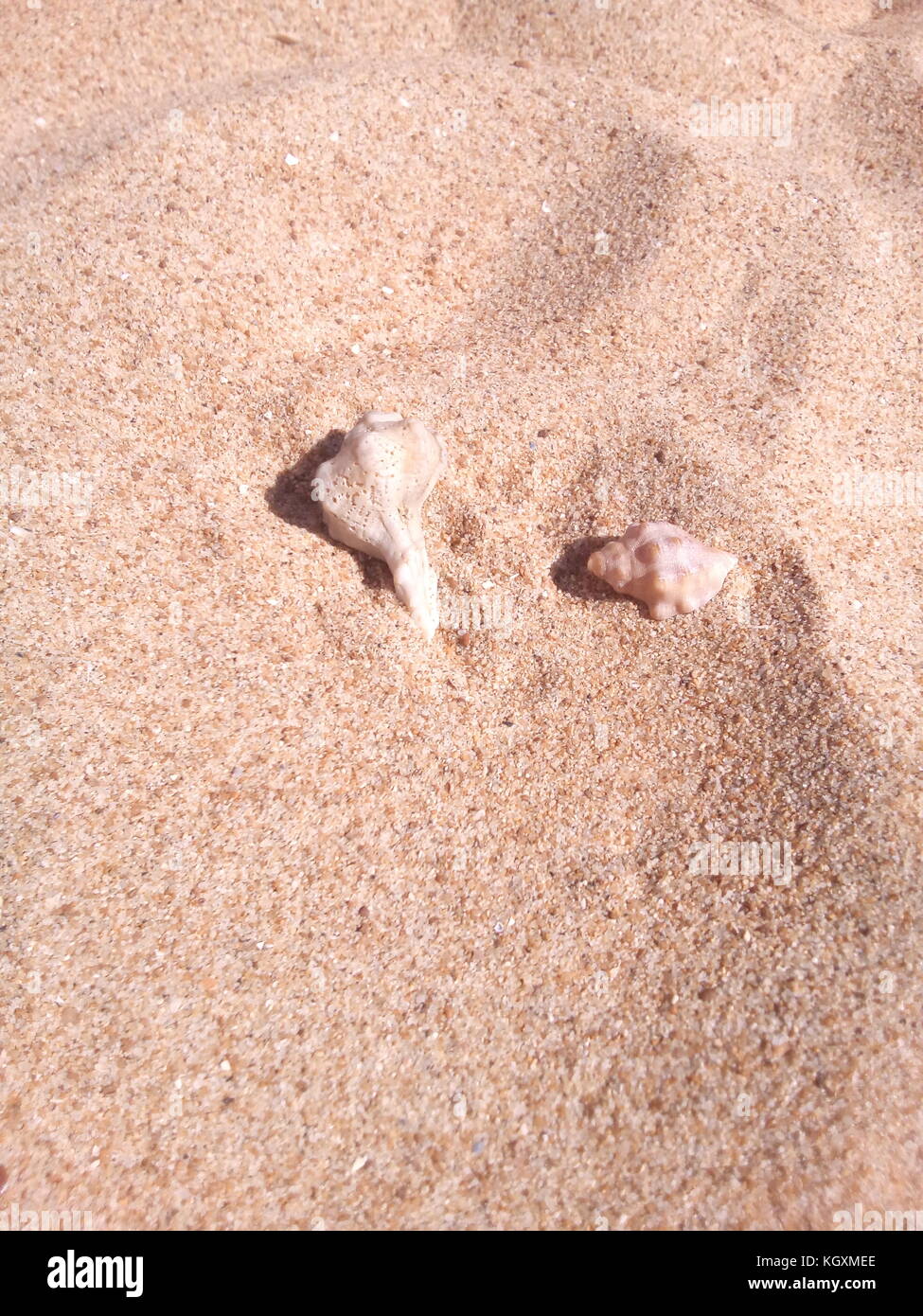 Spiral sea shells on beach sand Stock Photo - Alamy