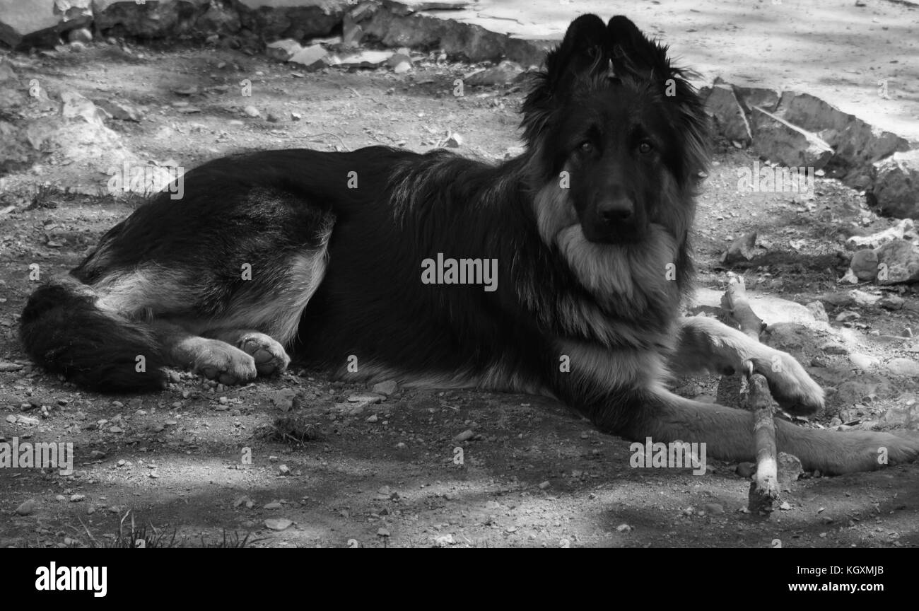 India shepherd Black and White Stock Photos & Images - Alamy