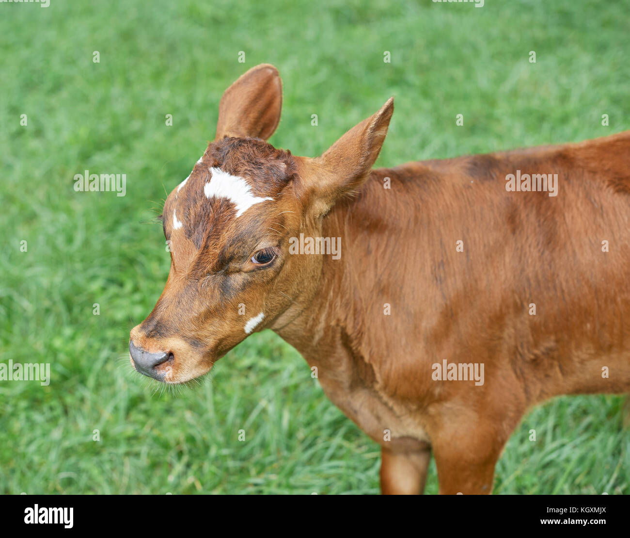 Calf in pasture hi-res stock photography and images - Alamy