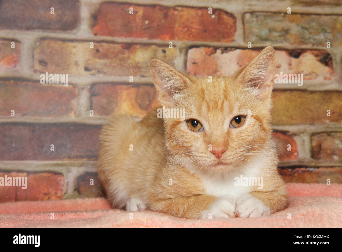 Portrait of one orange and white stripped ginger tabby kitten looking ...
