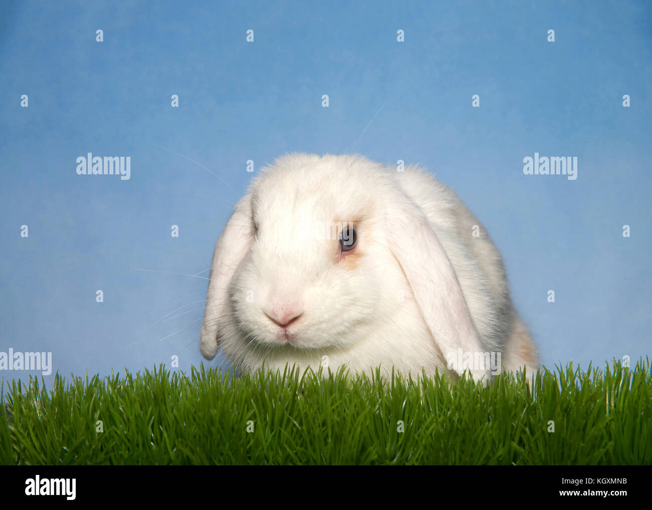 Lop ear bunny hi-res stock photography and images - Alamy