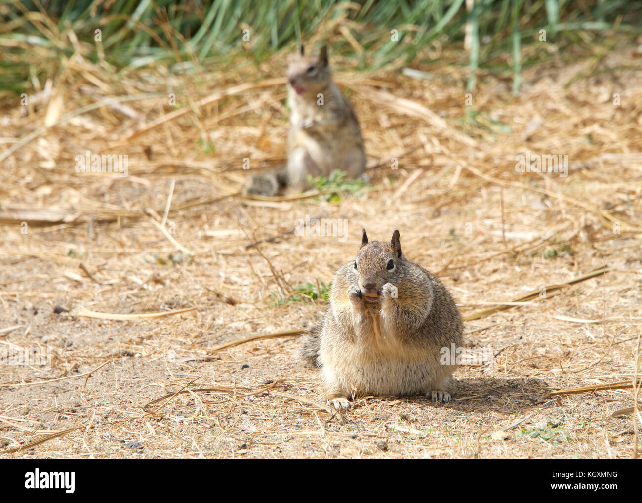 Very plump fat ground squirrel, possibly pregnant on sand eating ...
