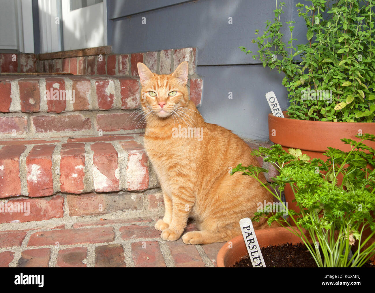 Orange ginger tabby cat sitting on steps of house by door with herb ...