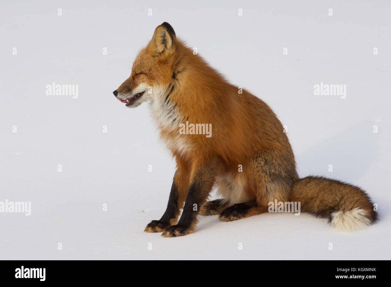 winter Red Fox sitting in snow in Whitehorse, Yukon, Canada Stock Photo ...