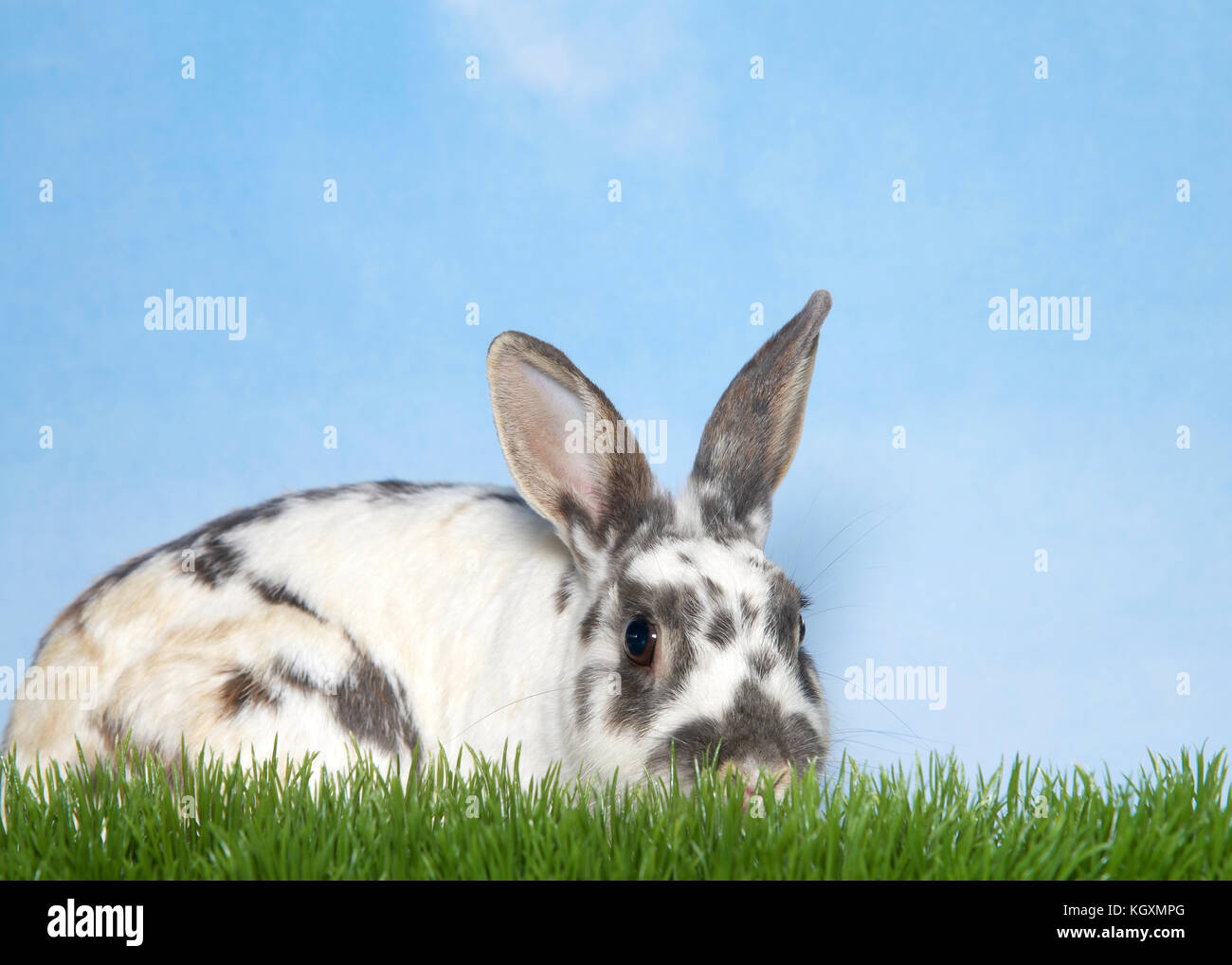 Gray spotted and speckled white baby rabbit laying in tall grass facing ...
