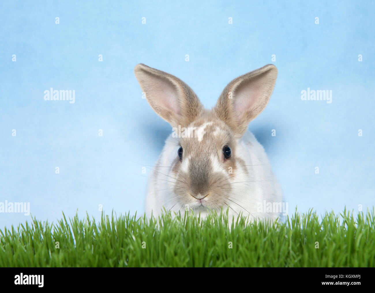 Cute tan spotted and speckled white baby rabbit peaking over tall grass ...