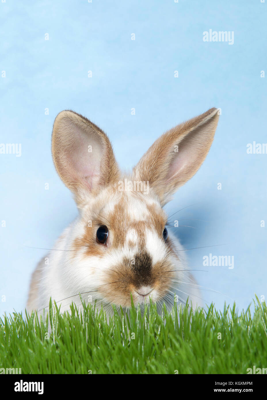 Cute brown spotted and speckled white baby rabbit peaking over tall ...