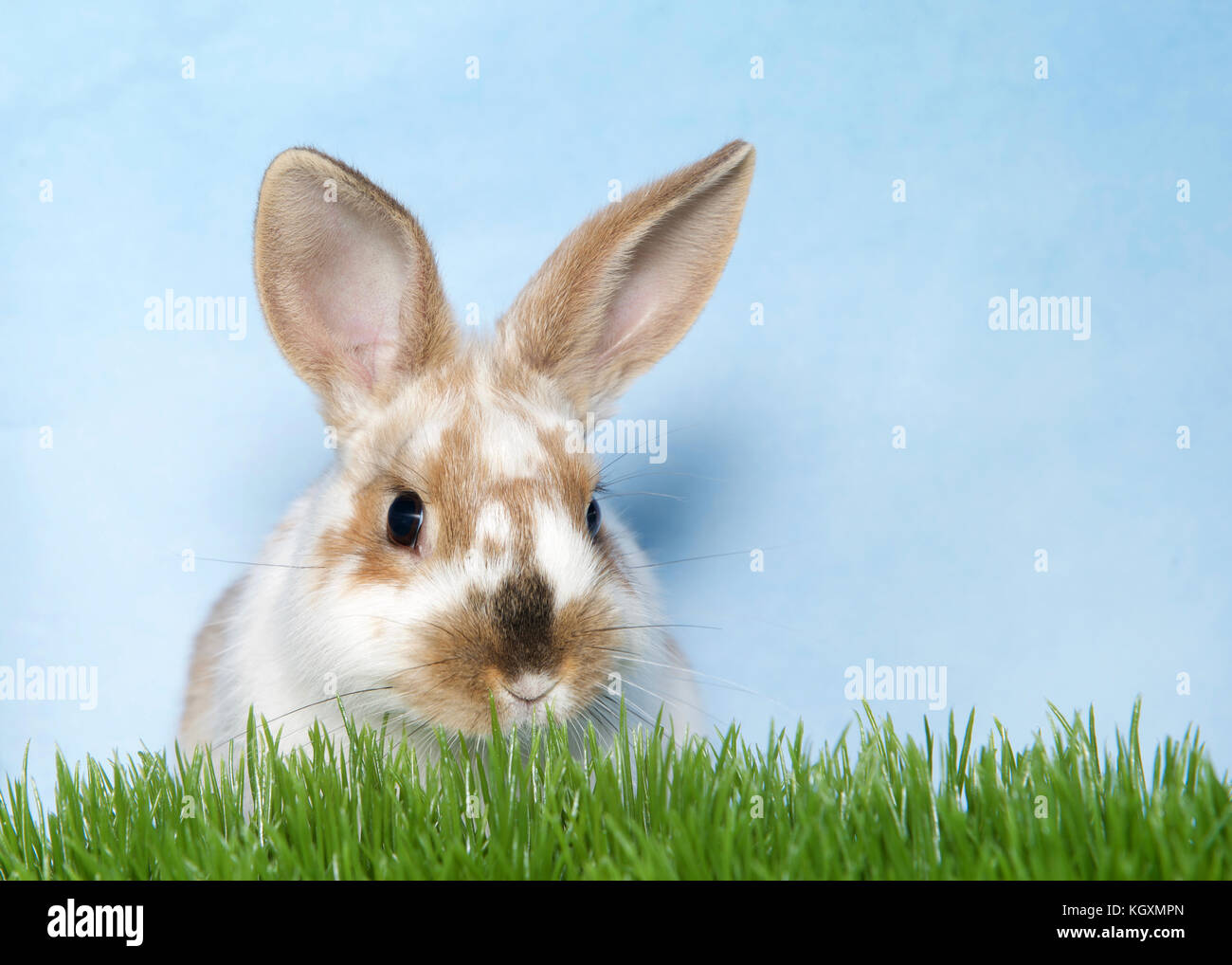 Cute brown spotted and speckled white baby rabbit peaking over tall ...