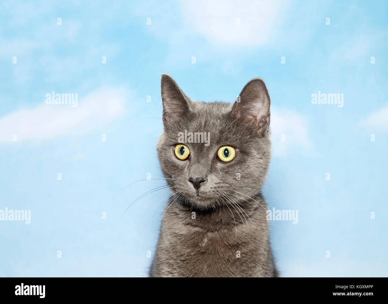 Portrait of a surprised gray kitten looking to viewers left. Blue ...
