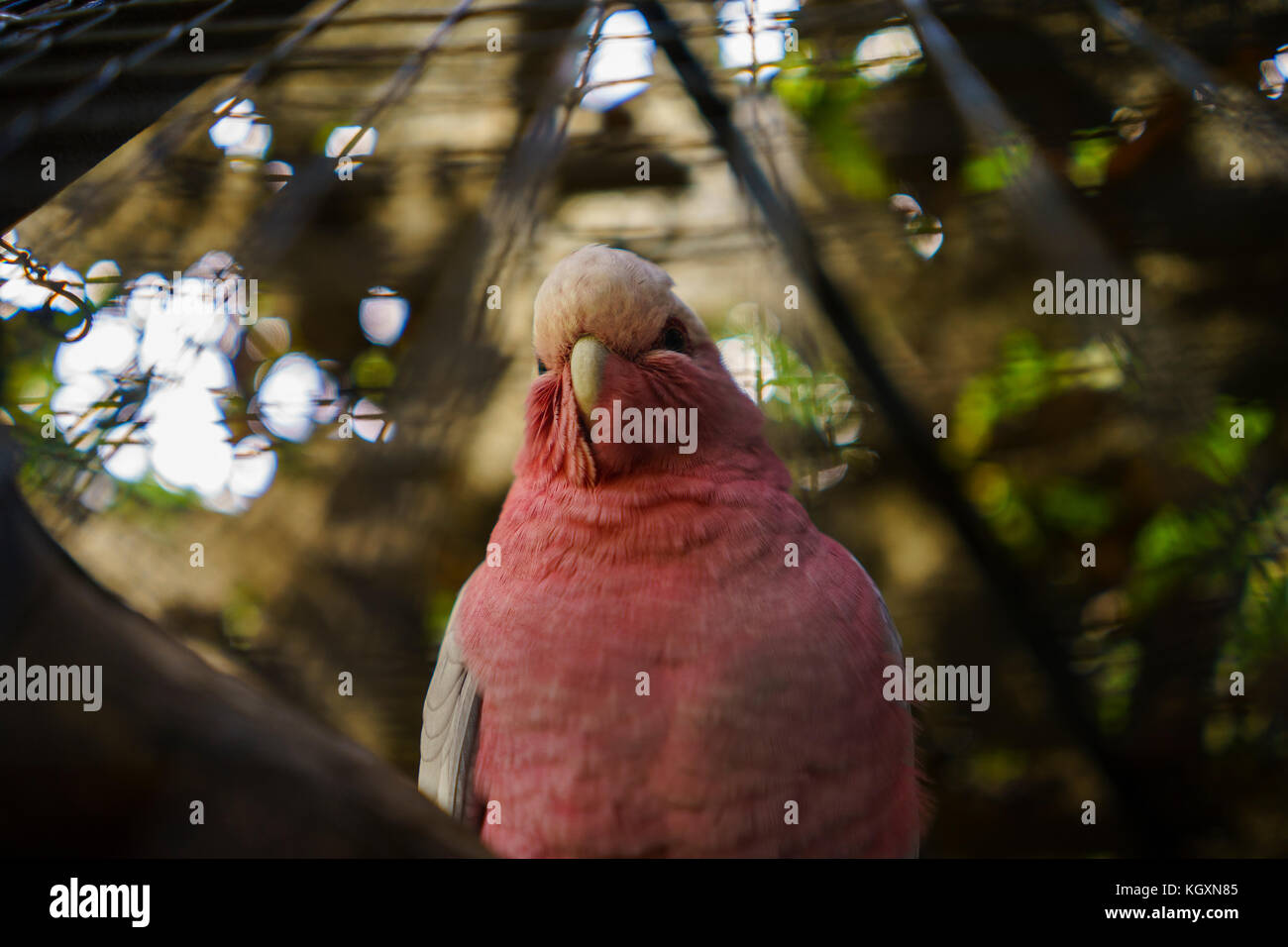 Pink parrot in a jail, La Palma, Canary Islands Stock Photo - Alamy