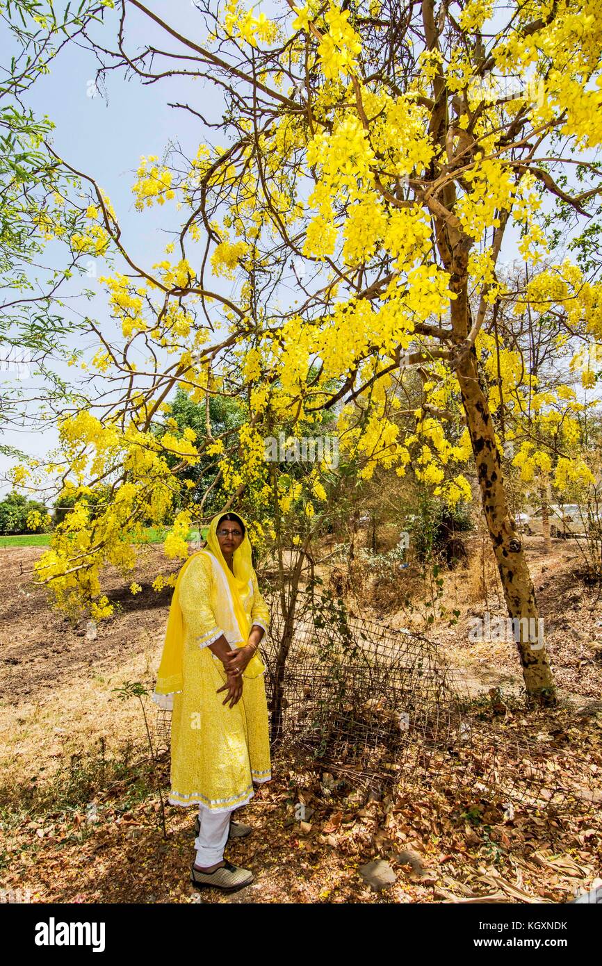 woman at golden shower tree, dhar, madhya pradesh, India, Asia Stock ...