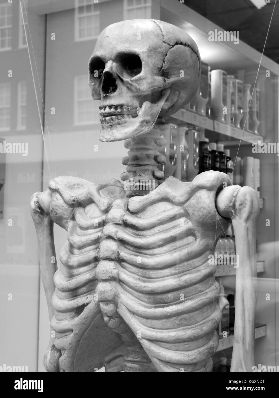 Human skeleton in retail shop window during Halloween celebrations ...