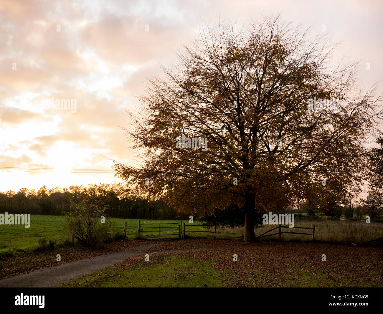 St Mary C of E church, Little Chart, Kent, UK Stock Photo - Alamy