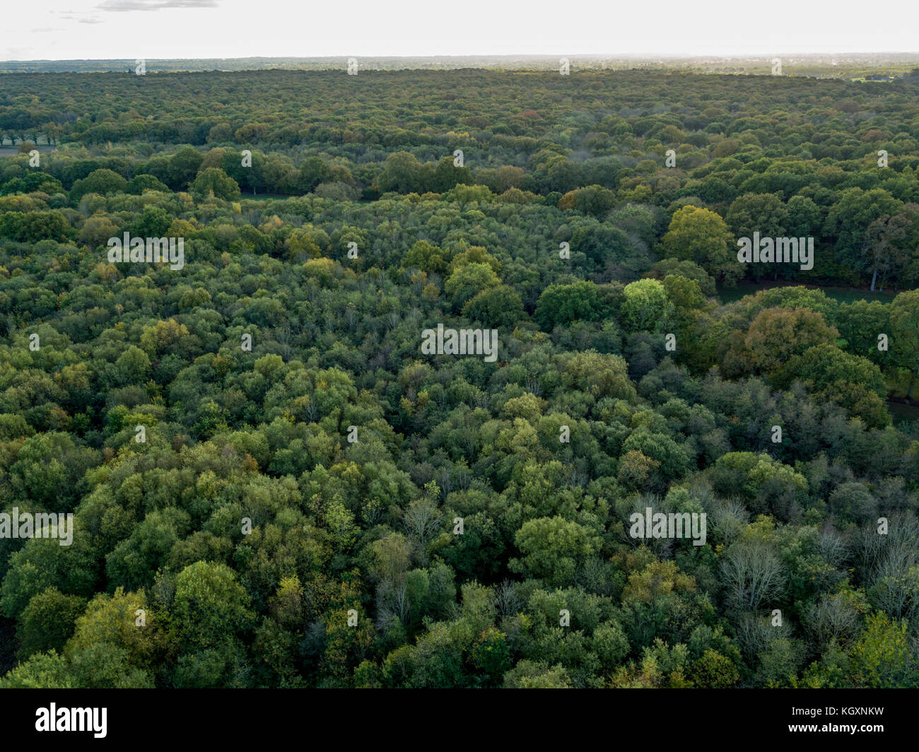 Dering woods kent hi-res stock photography and images - Alamy