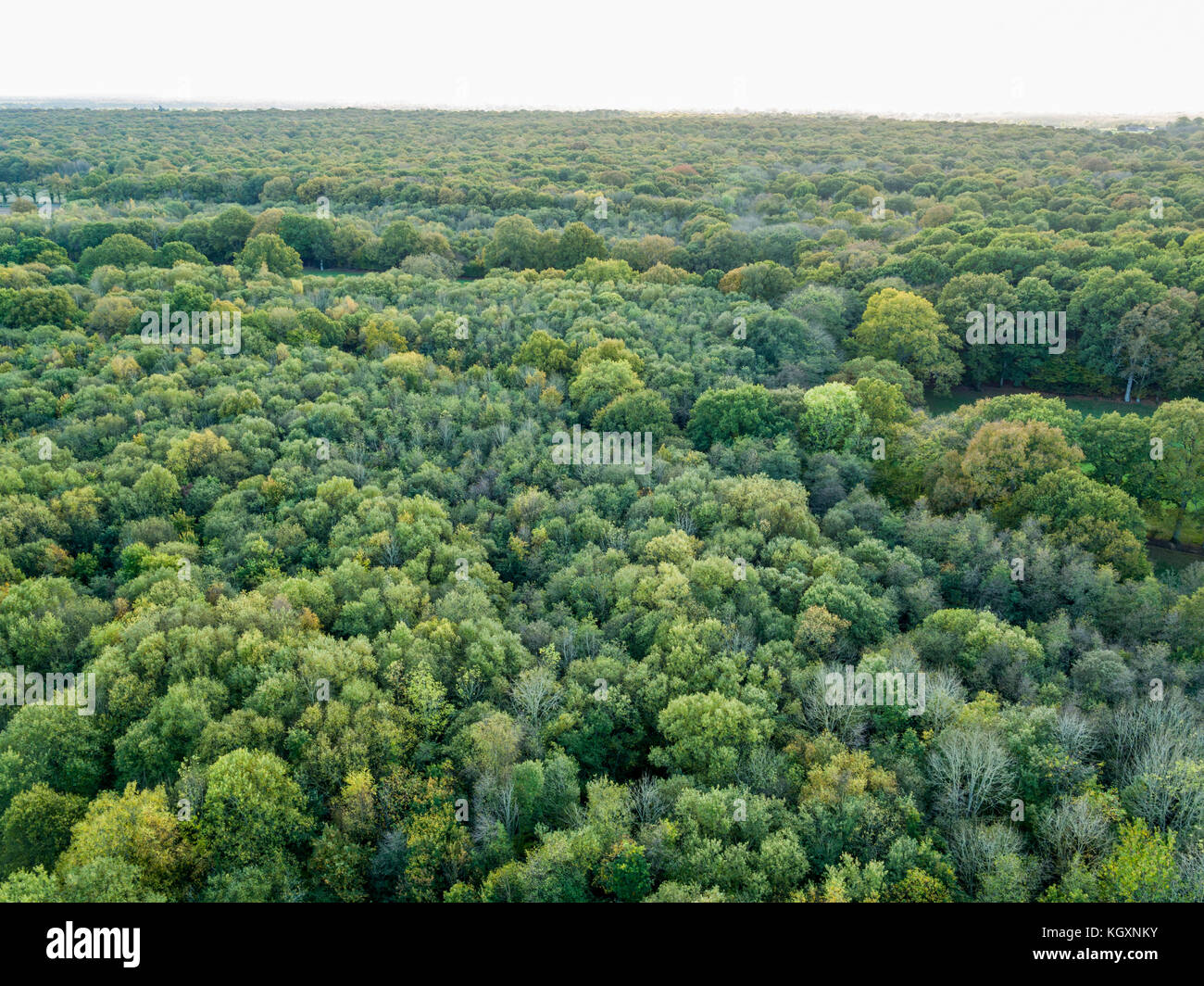 Dering woods kent hi-res stock photography and images - Alamy