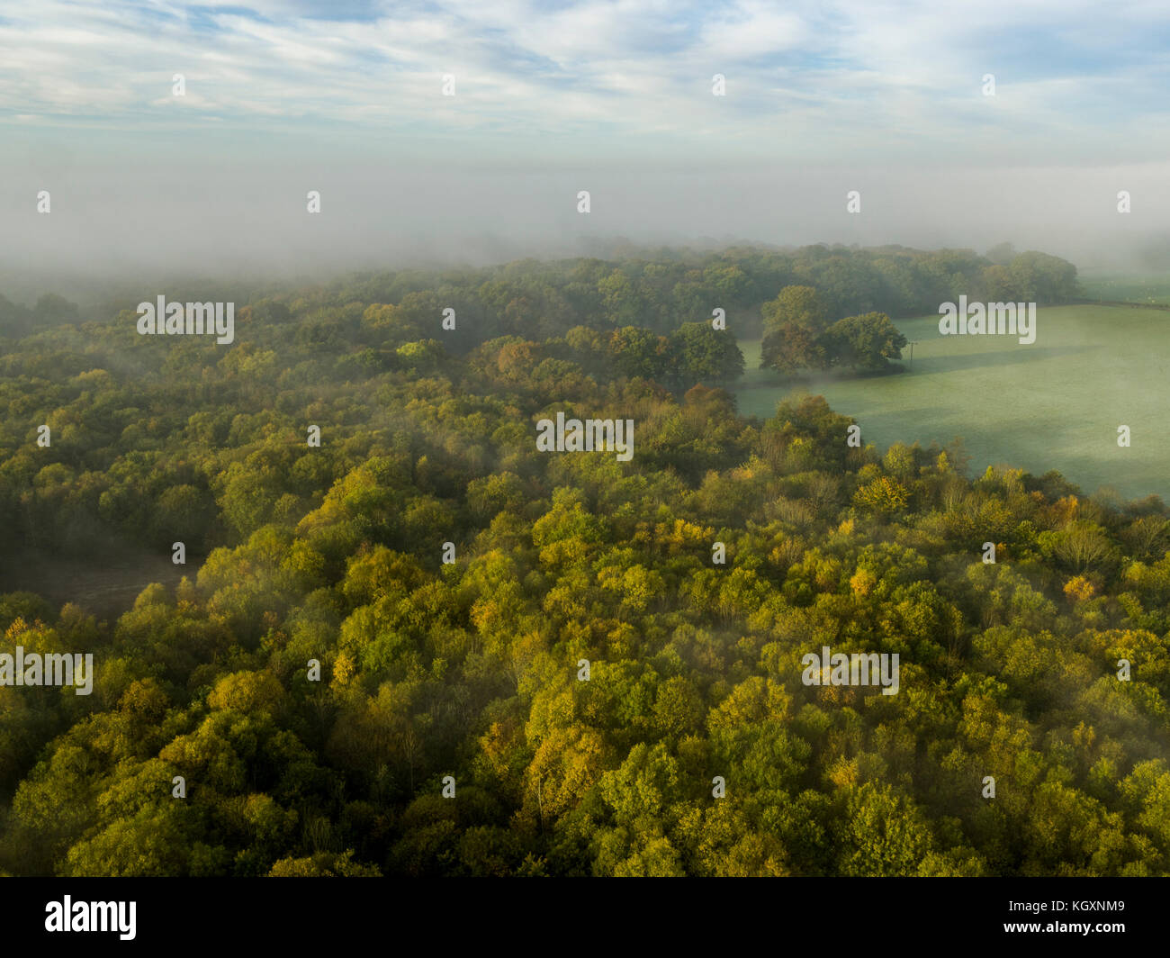 Dering woods hi-res stock photography and images - Alamy