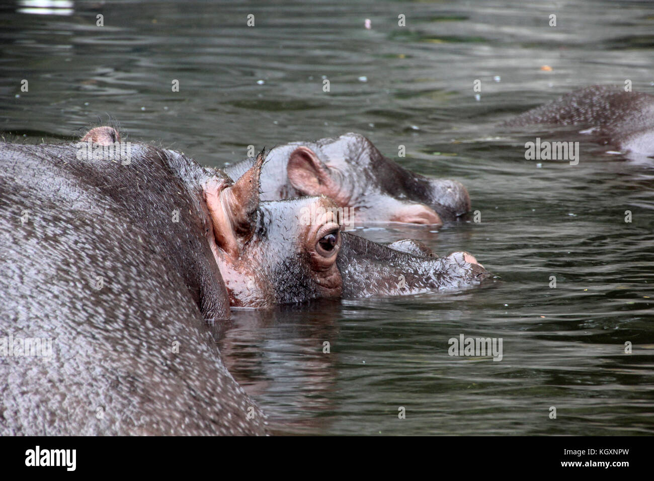 hippopotamus / Hippo in Indonesian zoo they try to hide under the water ...