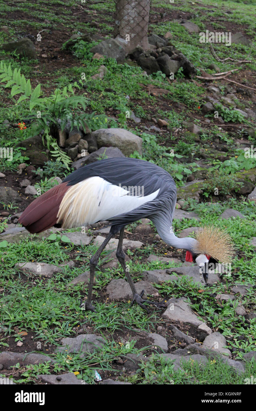 Kasuari/cassowary Bird In The Zoo Stock Photo - Alamy