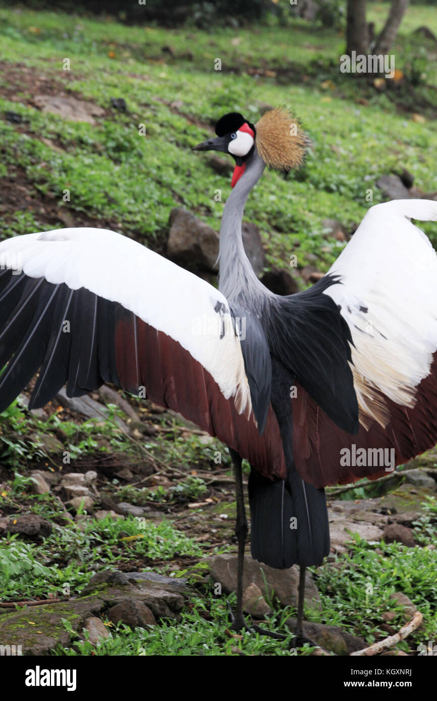 Kasuari/cassowary Bird In The Zoo Stock Photo - Alamy
