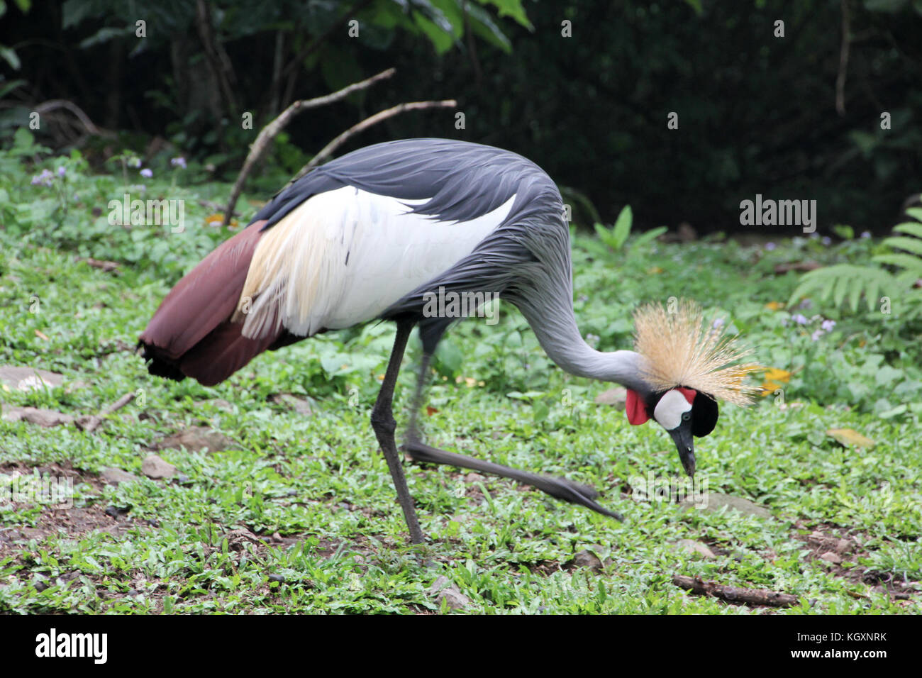 Kasuari/cassowary Bird In The Zoo Stock Photo - Alamy