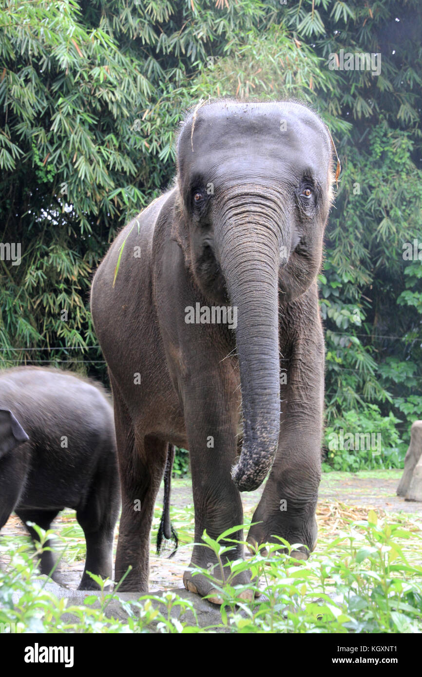Elephant In The Zoo Eating Grass Stock Photo - Alamy
