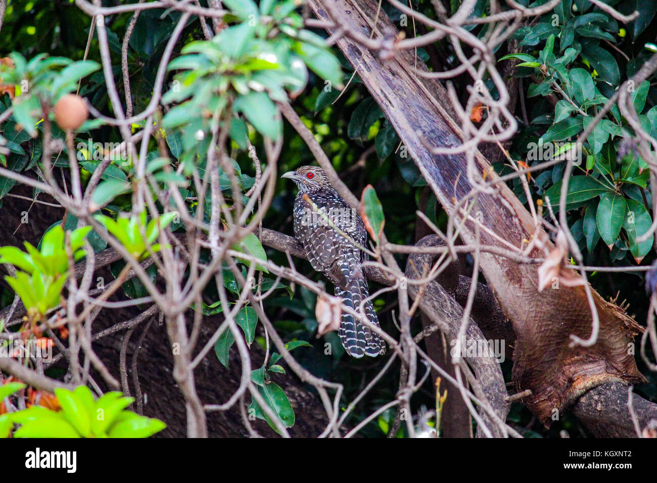 Kuyil Bird English Name