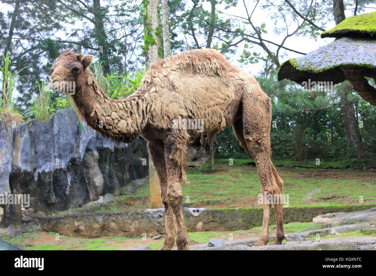 Camel in the zoo in Indonesian Taman Safari Stock Photo - Alamy