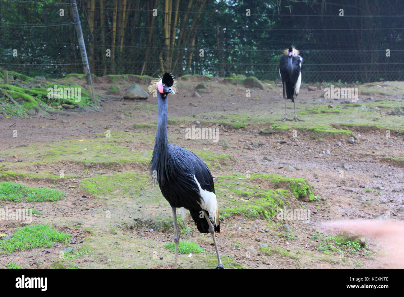 Kasuari/cassowary Bird In The Zoo Stock Photo - Alamy