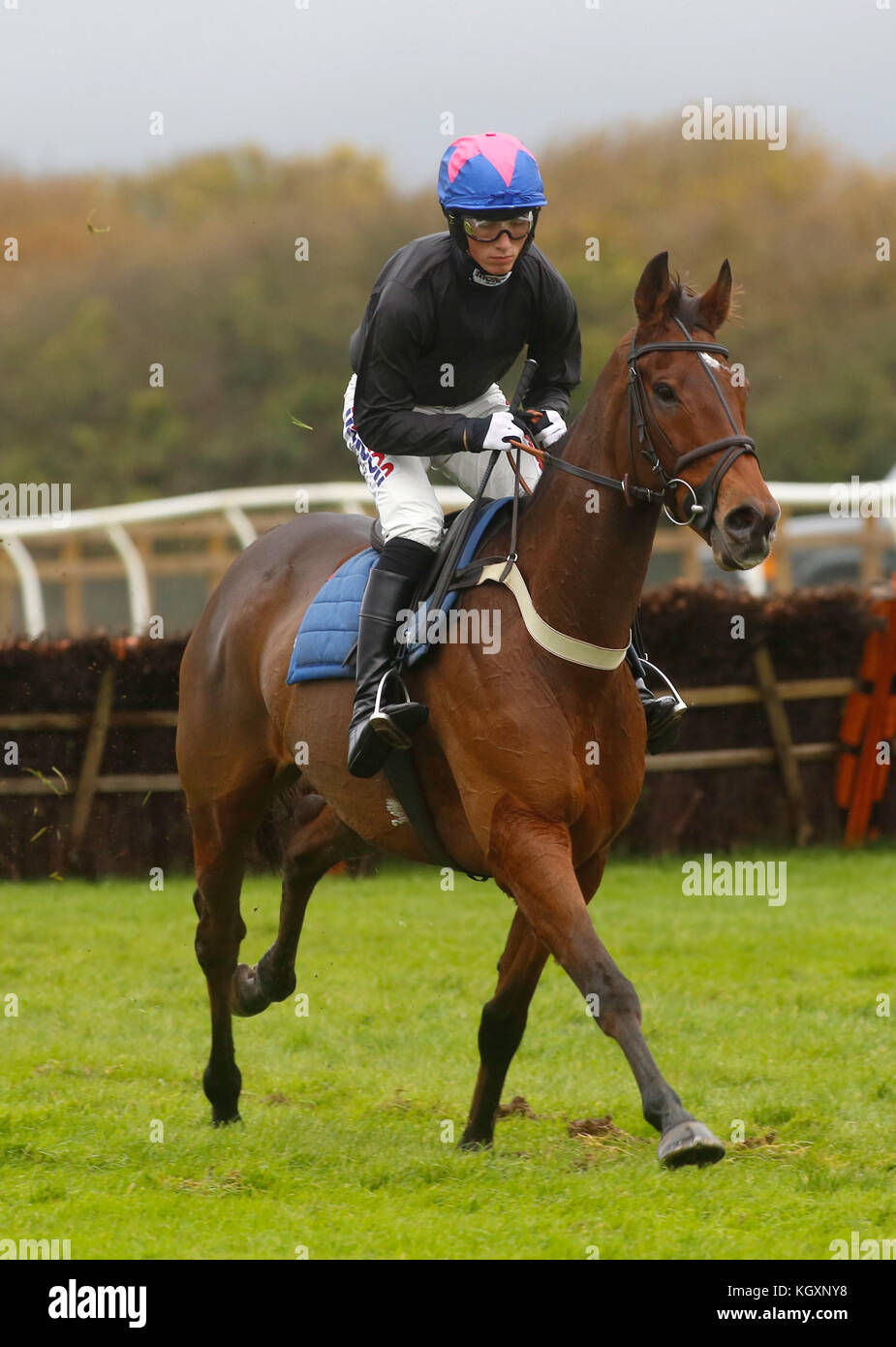 Badger chase day wincanton racecourse hi-res stock photography and ...