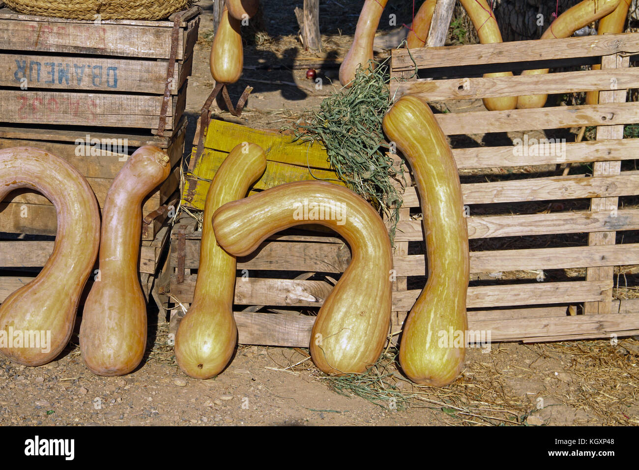 Pumpkins for sale at roadside stall, Morocco Stock Photo - Alamy