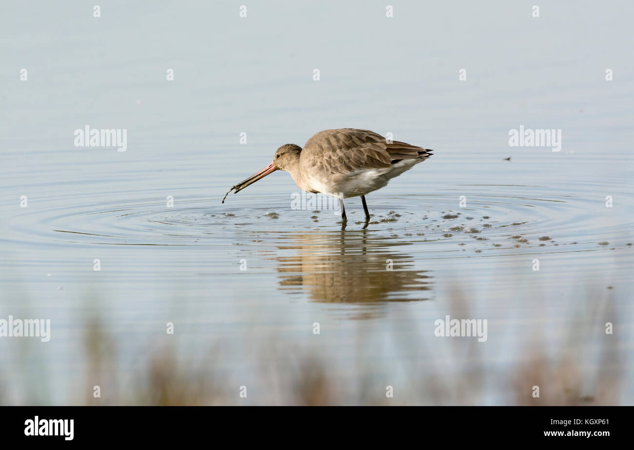 Limosa limosa winter hi-res stock photography and images - Alamy