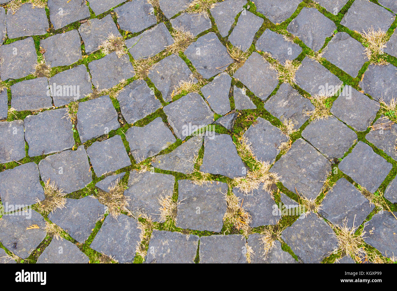 a stone road in the city, overgrown with grass. stone road surface ...