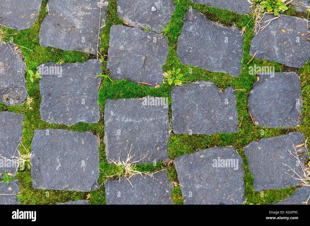 a stone road in the city, overgrown with grass. stone road surface ...